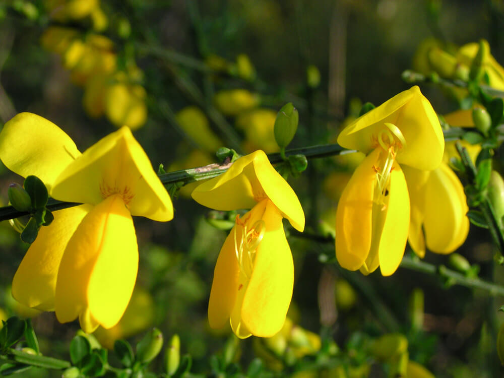 Genet à balais - Eden 62