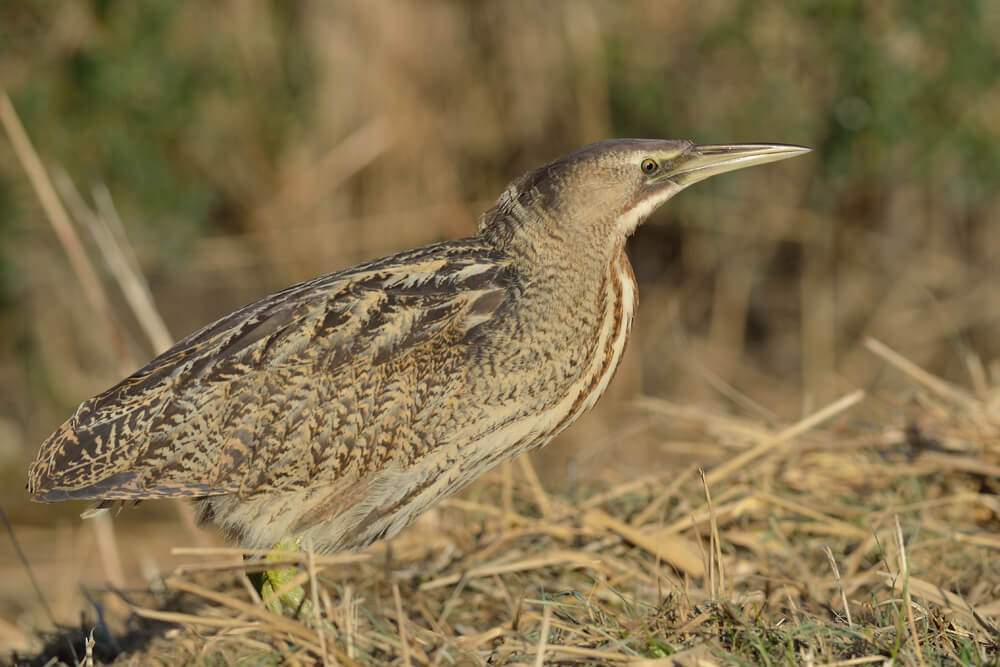 Butor étoilé - Eden 62